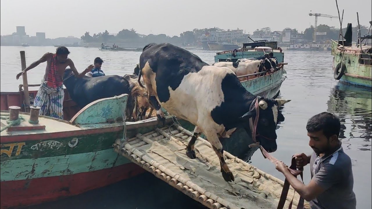 Ep-38,Cow Unloading,Big Cow,big bull,big cattle,Cow Videos,Cow Video ...