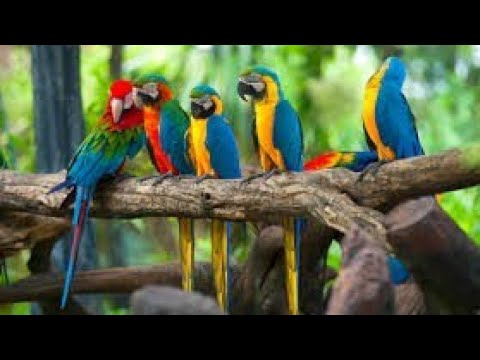 Australia Buggies parrot beautiful moment and sounds blue green red ...