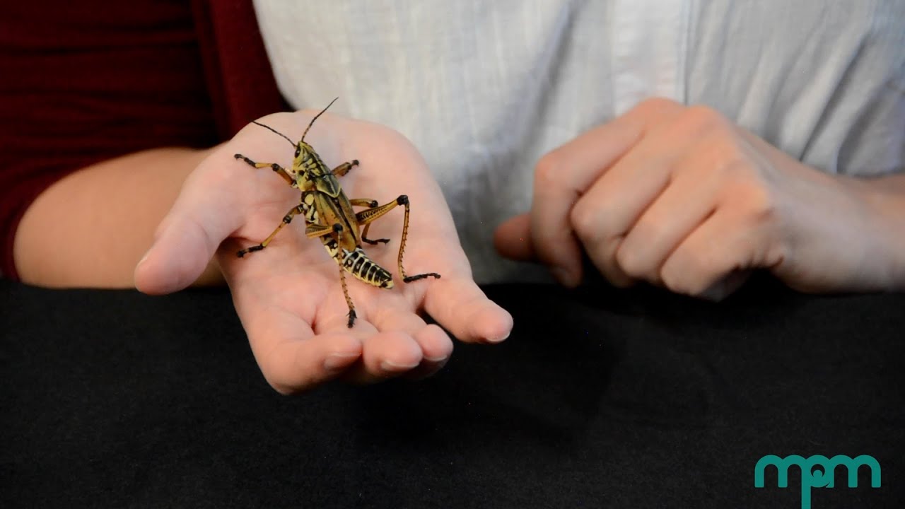 Insects vs Arachnids - YouTube