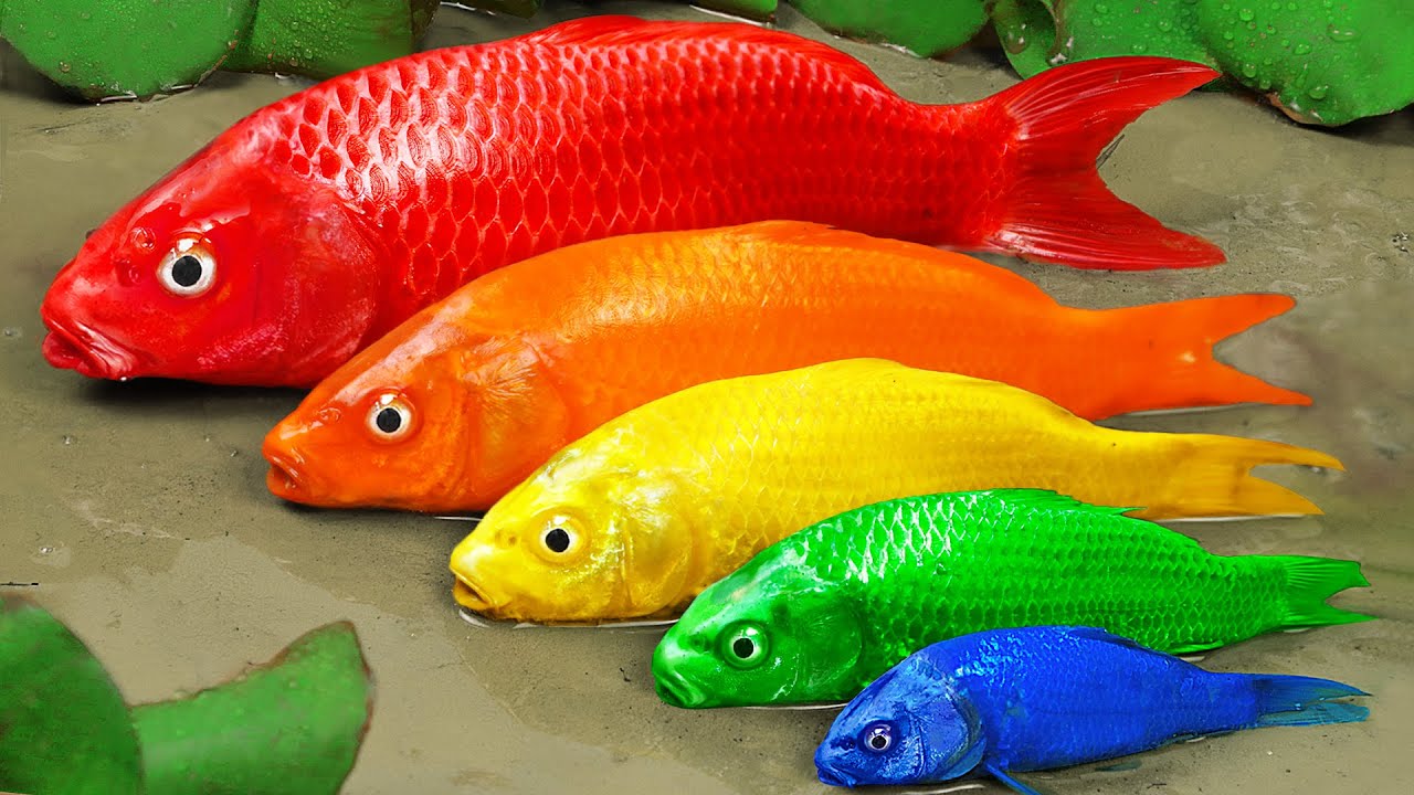 Stop Motion ASMR - Colorful Gym Koi Revenge Giant Catfish | Fun Cooking ...
