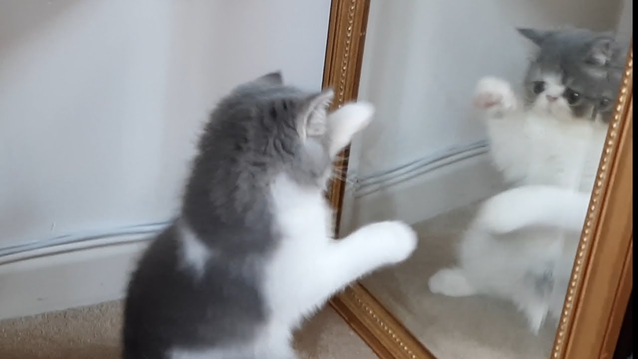 My Cat vs Mirror 😼 My cat is fighting to protect his family! Hilarious😹 ...