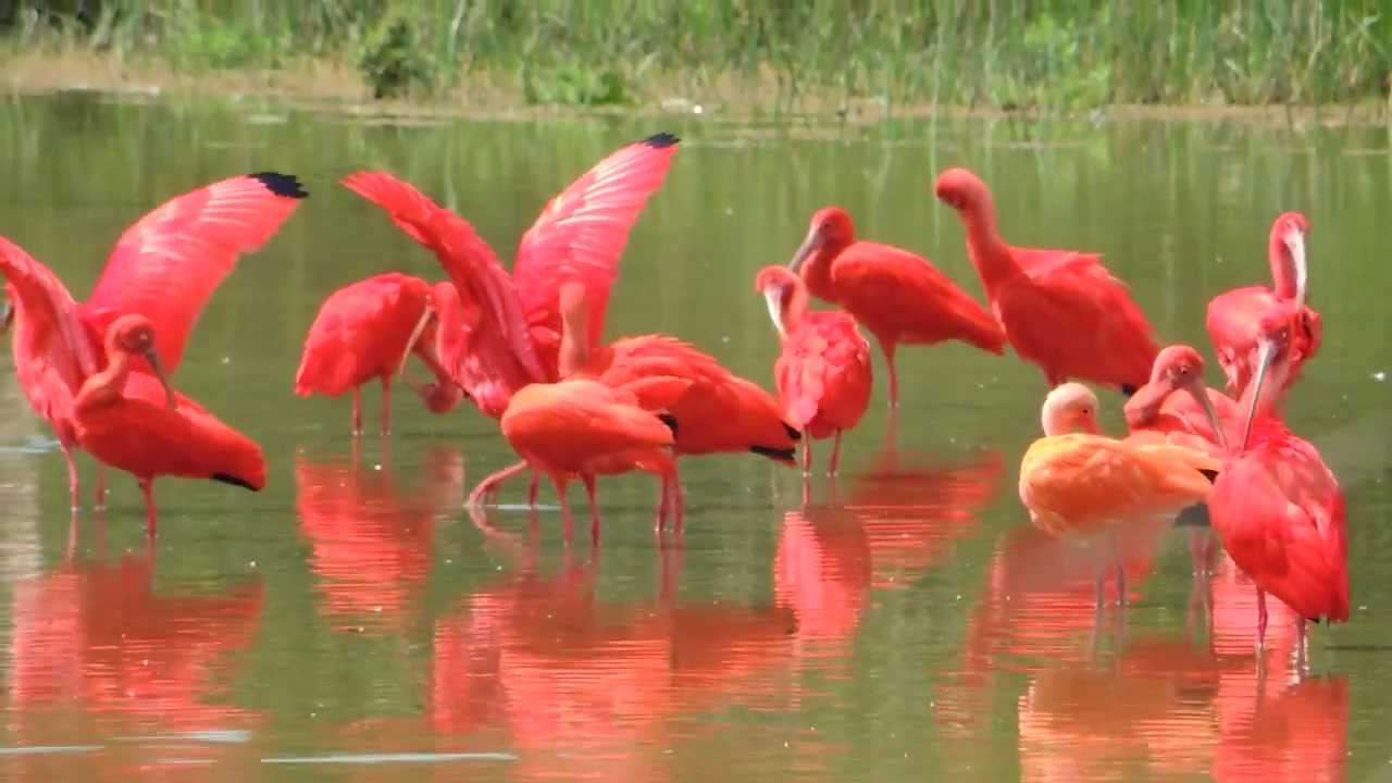 Aves de Venezuela - Aves de Falcón - Corocoro Colorado - Eudocimus ...