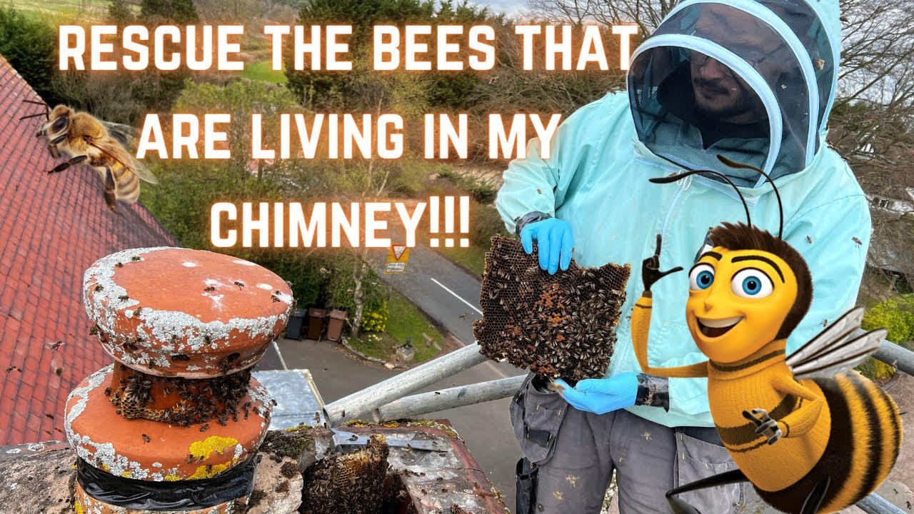 BEES living in A CHIMNEY!!! Honey bee removal...THE SECRETS of SUCCESS ...