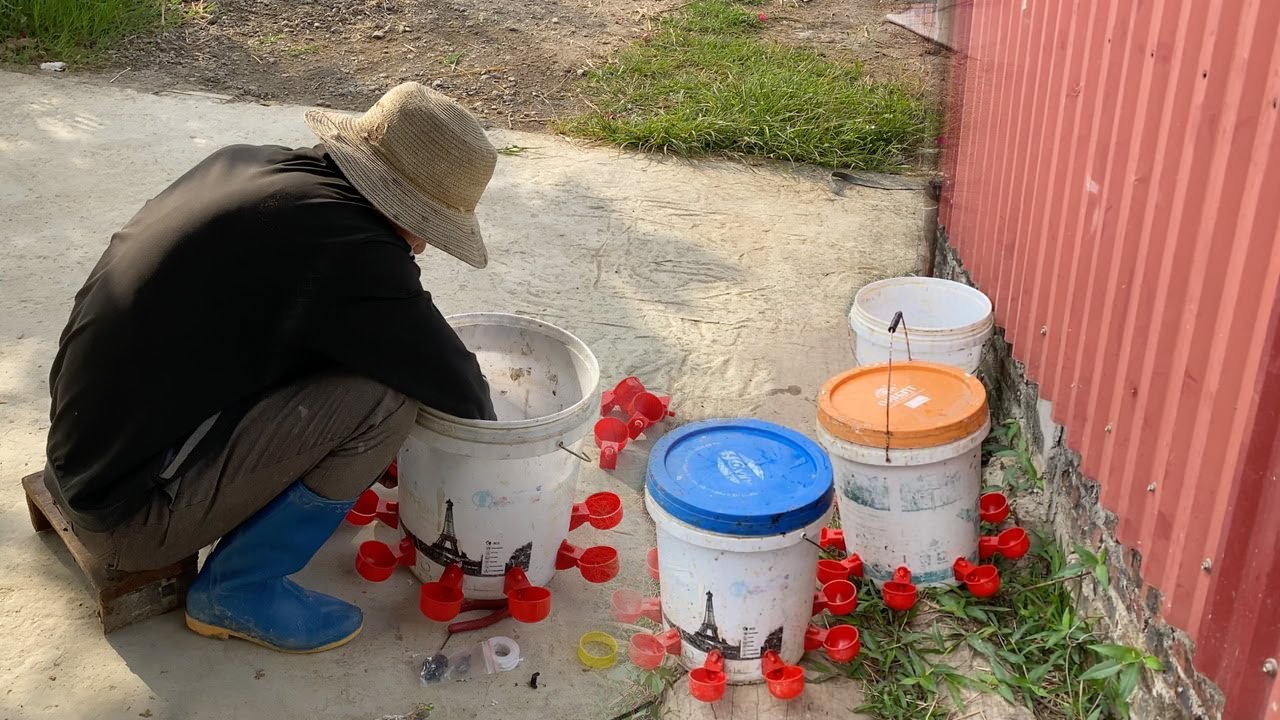 Get Ready to Revolutionize Your Flock's Watering System in One Day ...