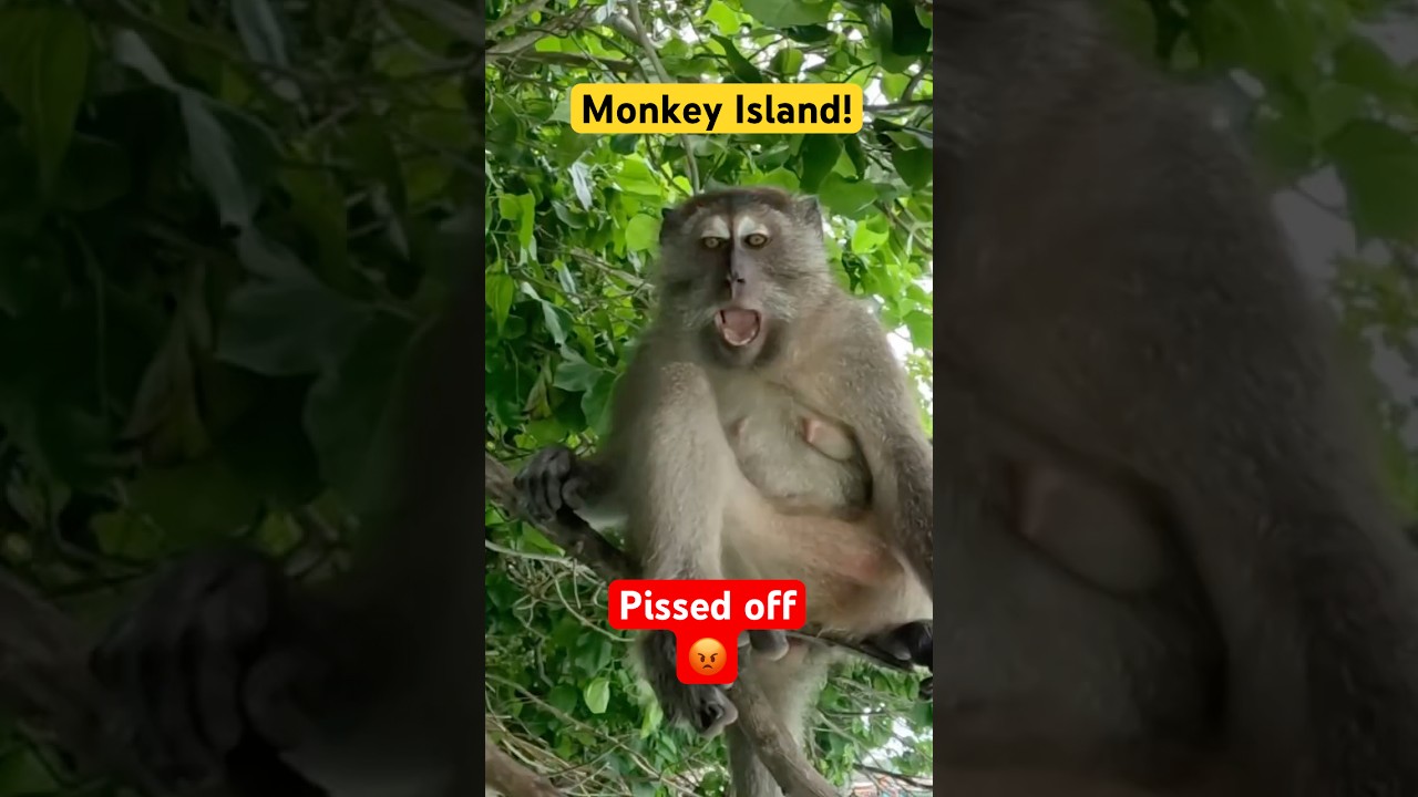 Monkey almost stole my Go-Pro - Translating monkey talk with google. #translation #google # ...