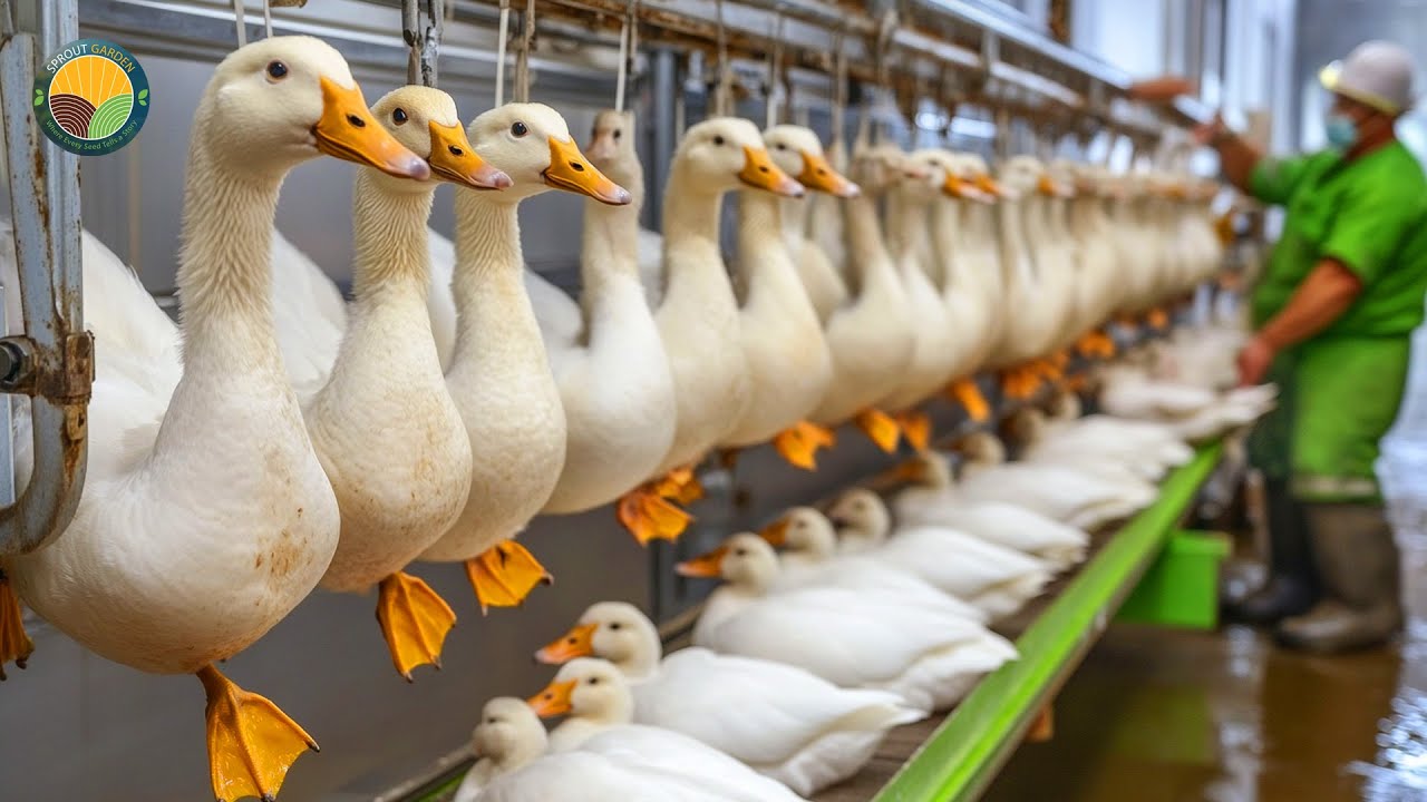 How Farmers Raise Millions of Ducks – Incredible Duck Farming for Eggs ...