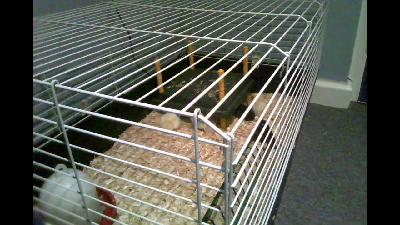 Moat Farm Junior School Chicks - YouTube