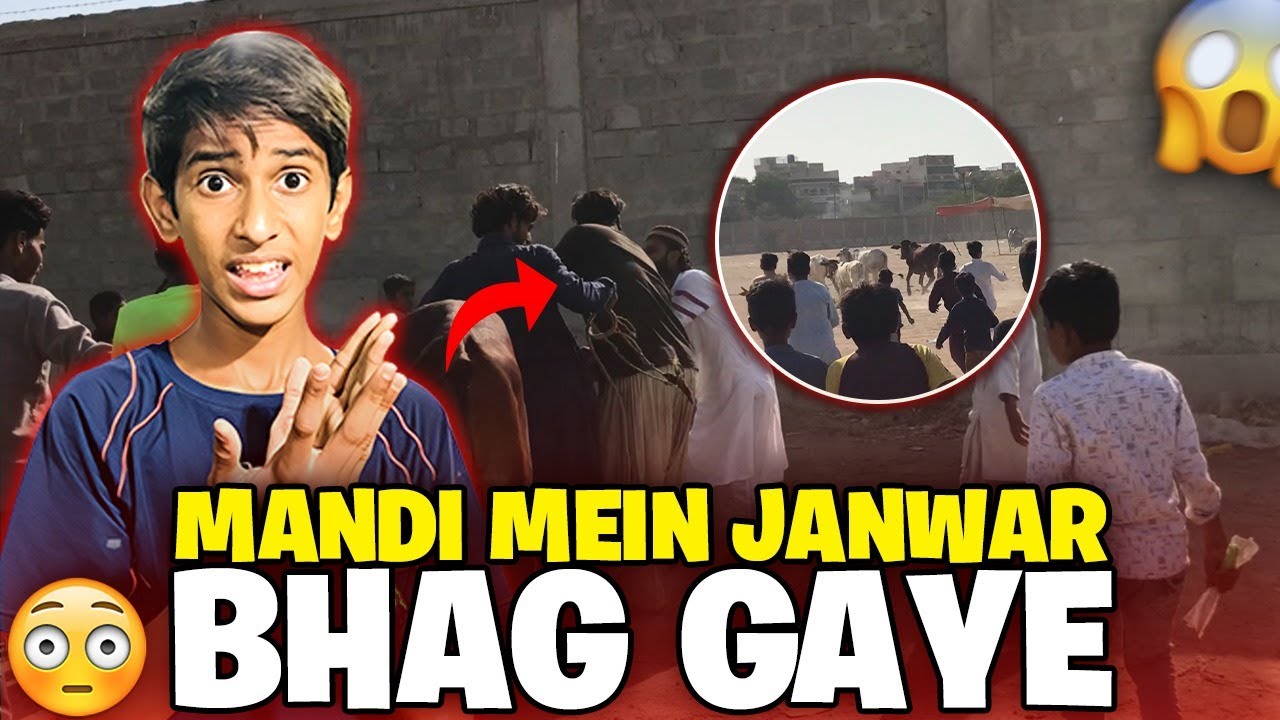 Mandi Mein Janwar Bhag Gaye | Chota Zoyan - YouTube