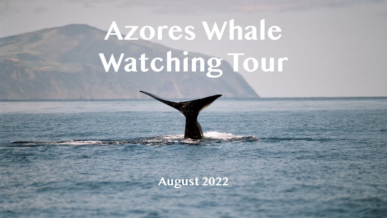 Terra Azul, Azores Whale Watching Tour (August 2022) - YouTube