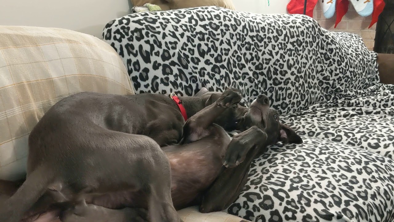 Thursday morning bitey face - YouTube