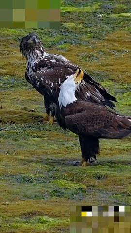 Animals also thanks to Almightily Allah? #egal - YouTube