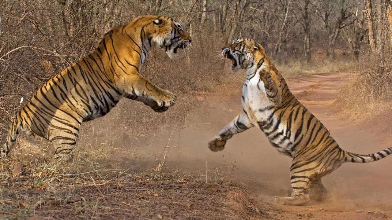 Two Tiger Fight For Tigress!! | Animal Fight | Fight for Food | Fight ...