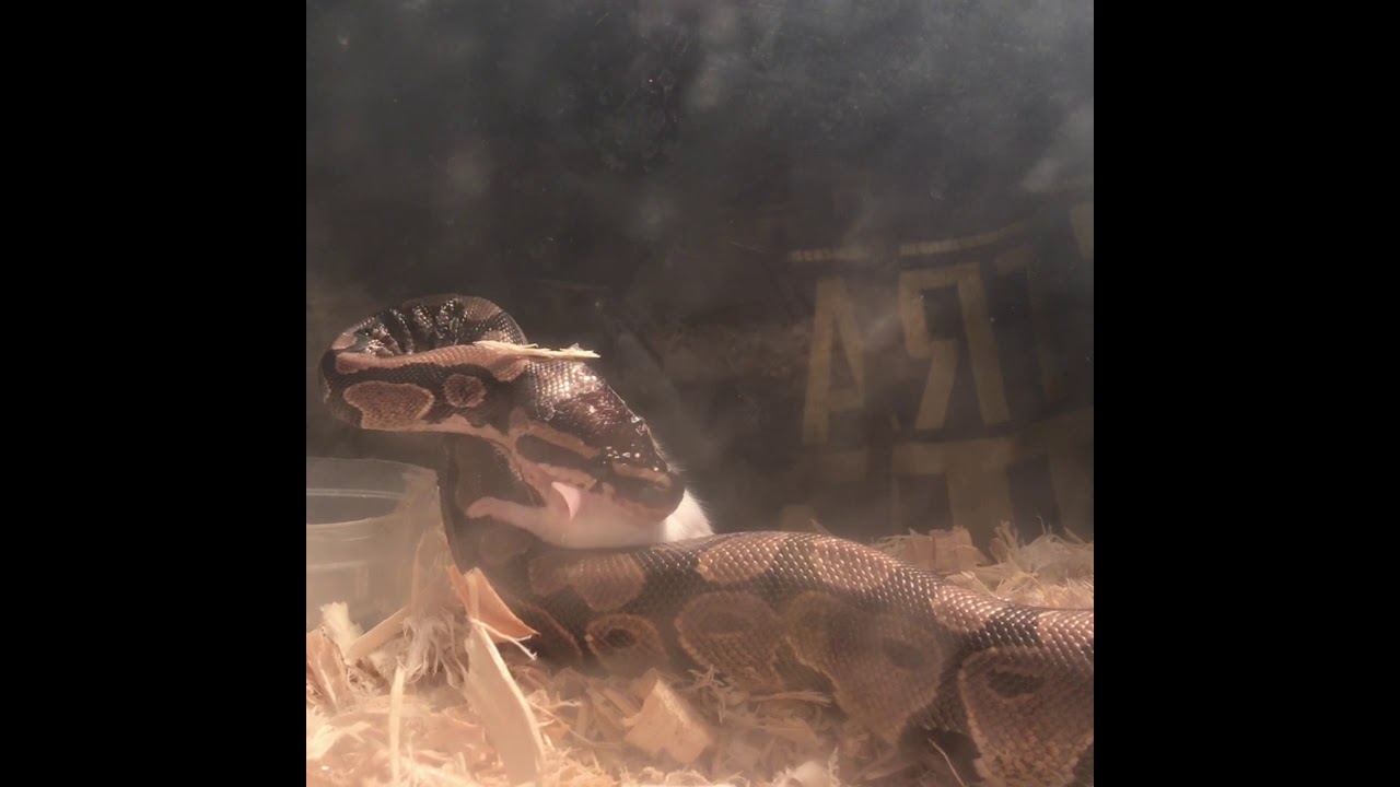 Live feeding vlog #1 - YouTube