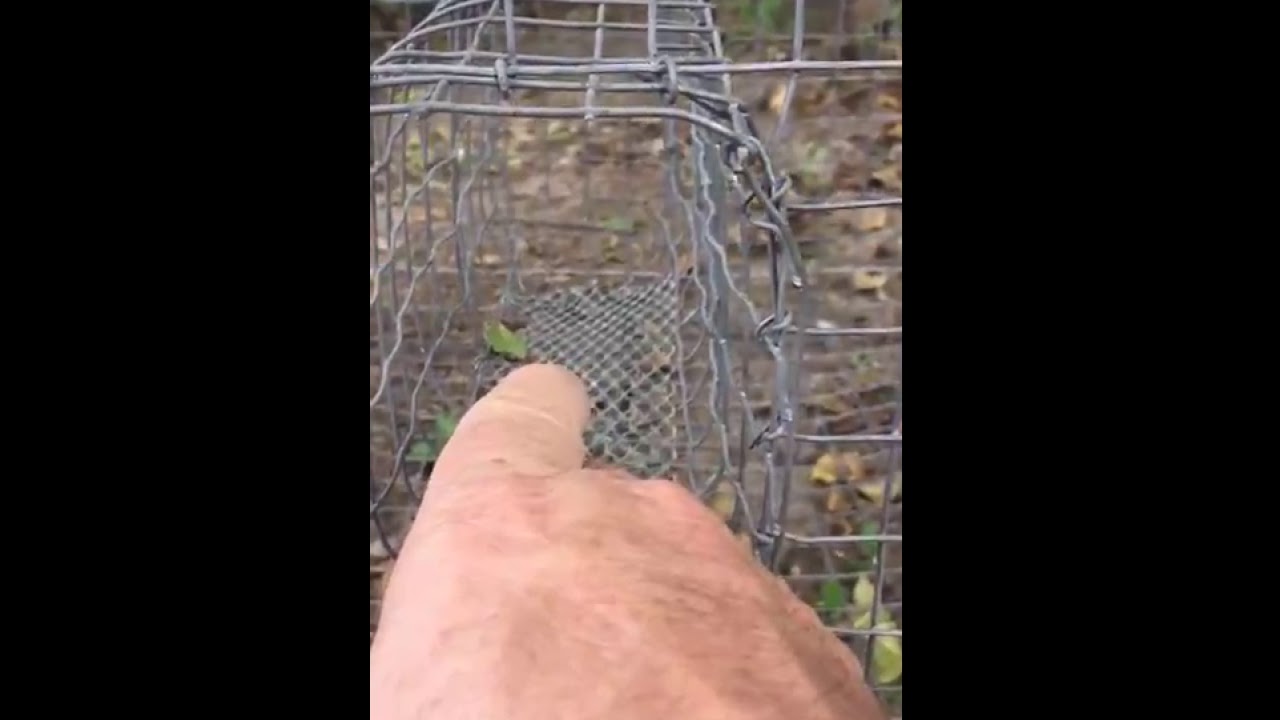 Homemade bird trap - YouTube