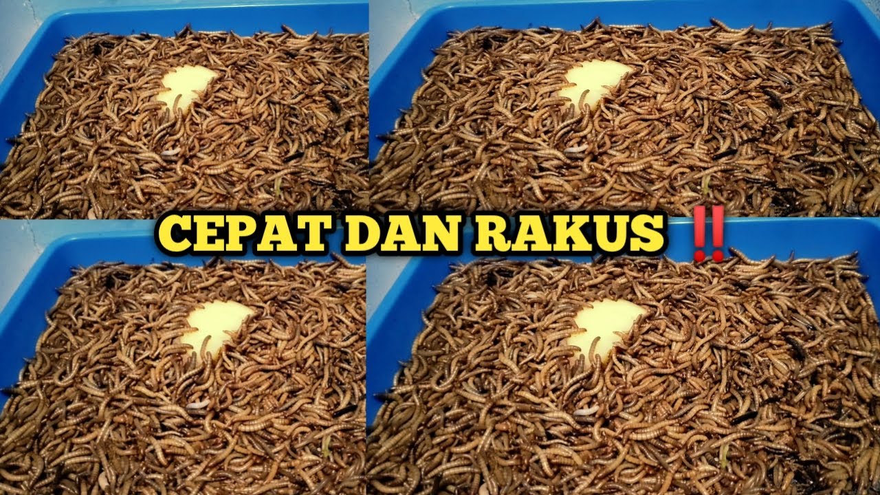 Cara memberi makan ulat hongkong dengan sayuran ‼️ - YouTube