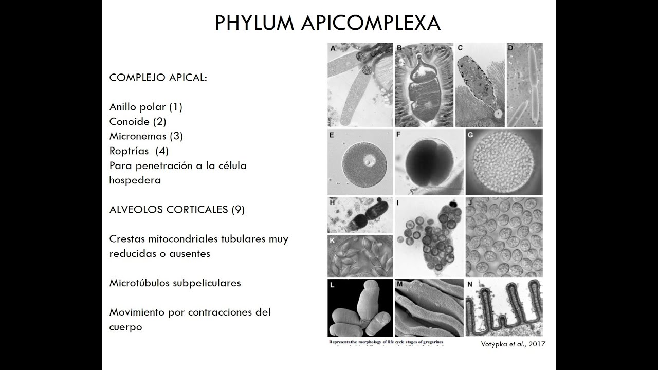 Phylum Apicomplexa - YouTube
