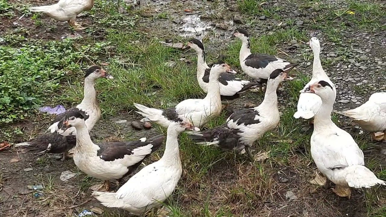 Sukses ternak bebek mentok, mudah dan gampang caranya - YouTube