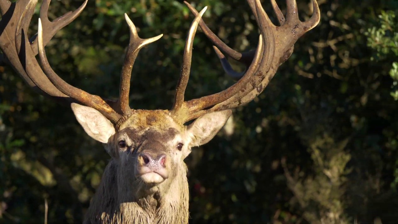 Stags, bucks and bull tahr hunting with Wildside Hunting Safaris of New ...