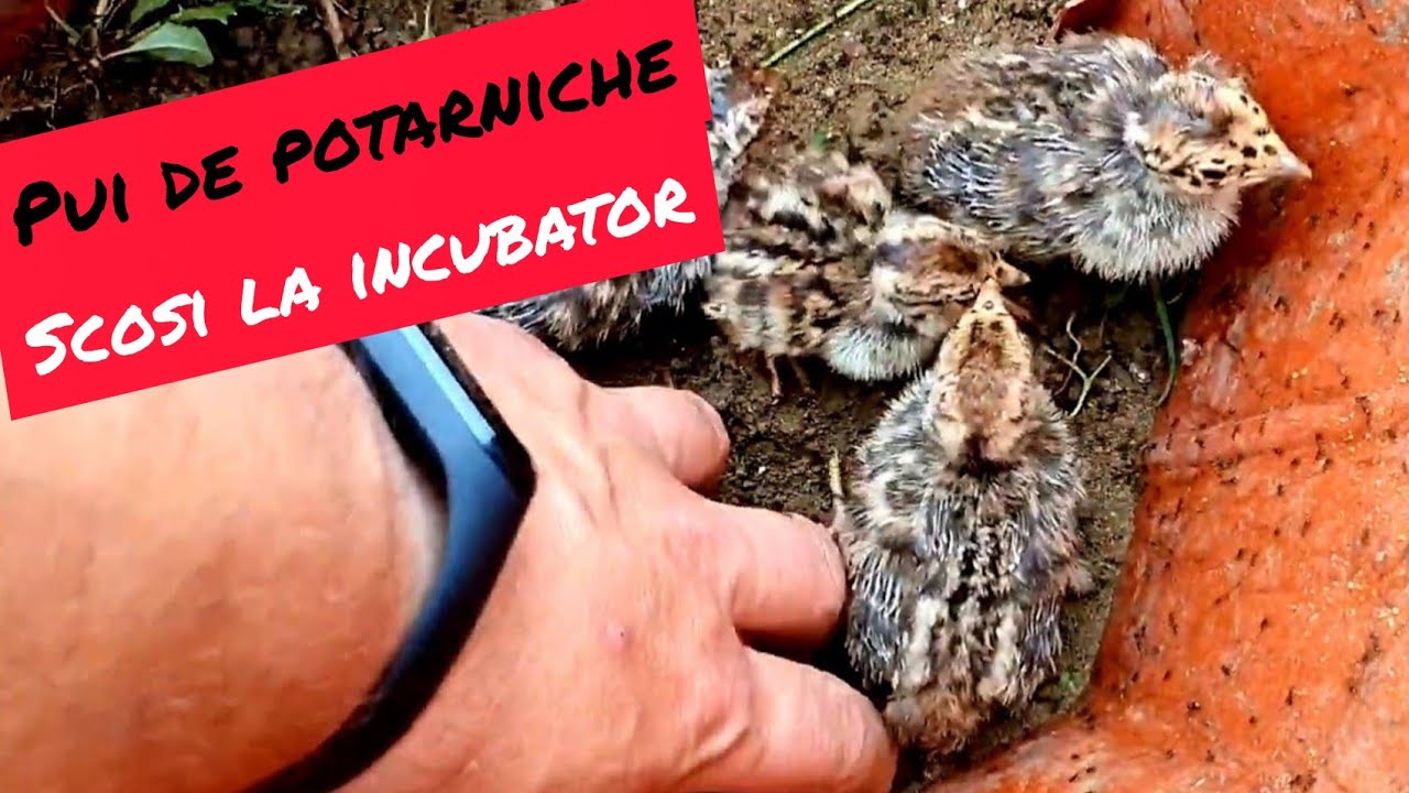 Pui de potârniche - cu ce ìi hrãnim? - YouTube