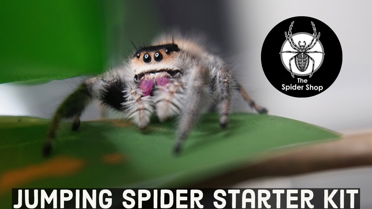 The Spider Shop Jumping Spider Starter Kit- Phidippus Regius - YouTube