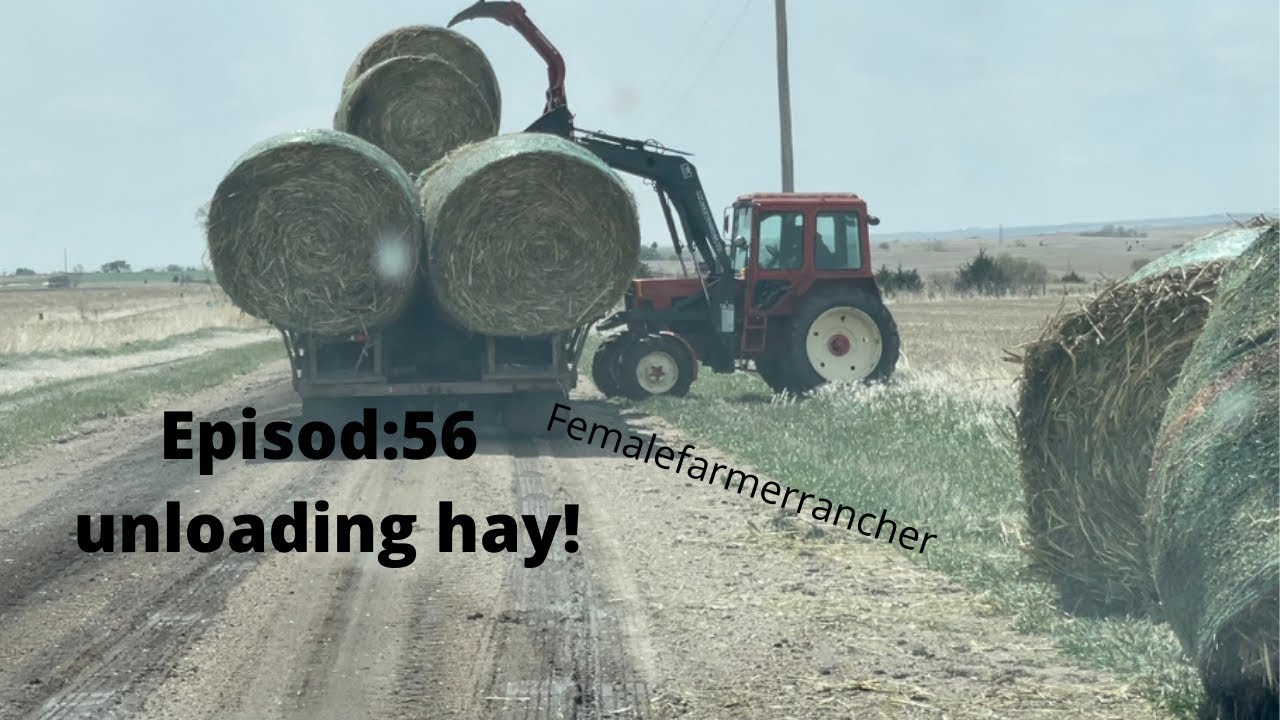 Moving Hay Bales, Feeding Cows, Workout! - YouTube