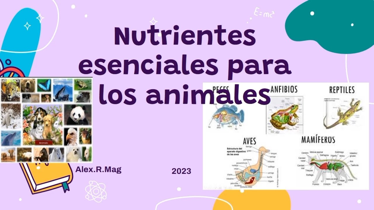 Nutrientes esenciales para los animales - YouTube