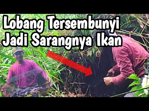 Lele Lembat Musim Kemarau Bersembunyi Di Rumpukan Predang - YouTube