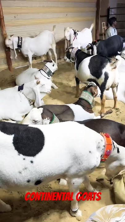 CONTINENTAL GOATS #bakramandi #continental #shorts #goats - YouTube