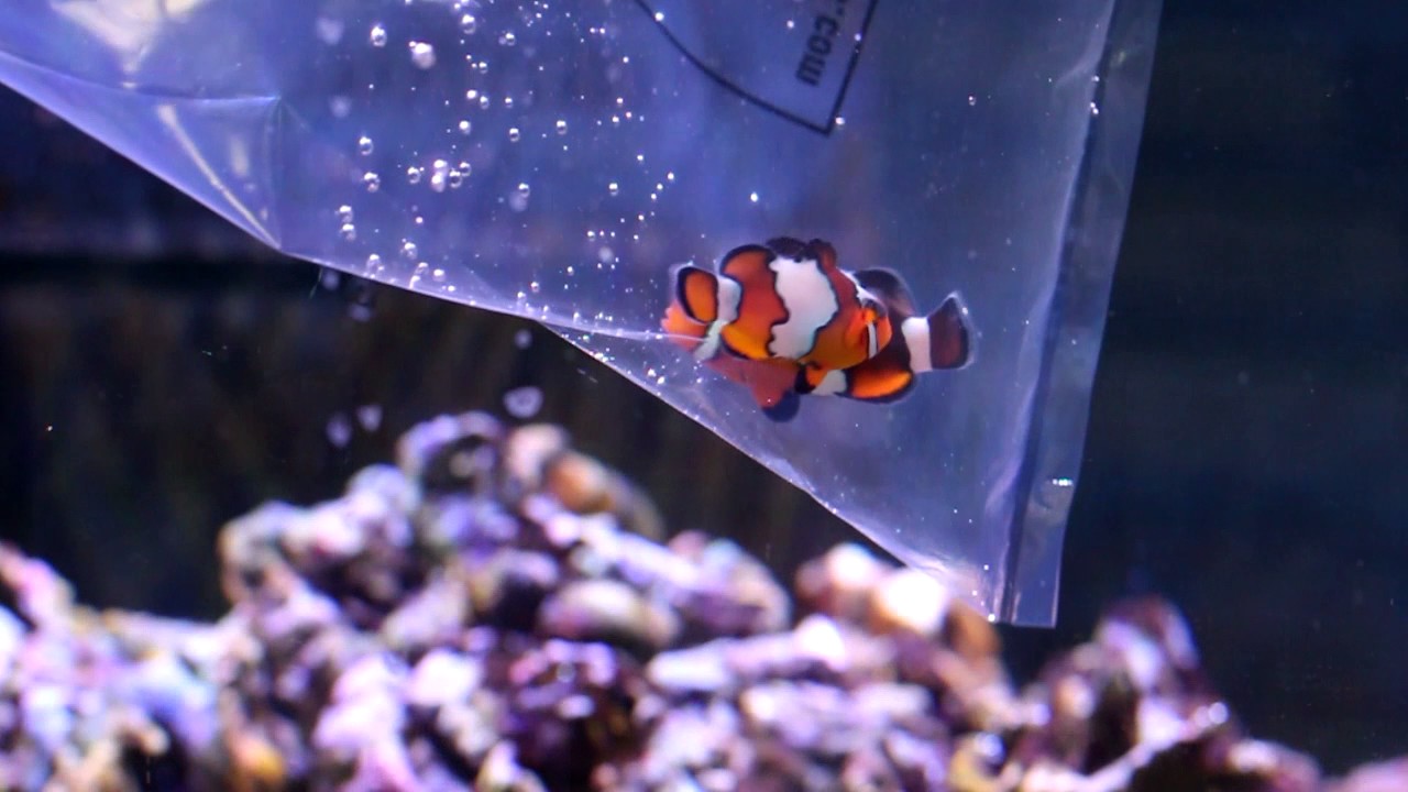 Pisces How To: Introducing Marine Life to Your Aquarium - YouTube