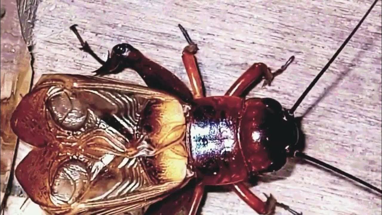 THE SOUND OF CRICKETS REPELS MICE - YouTube