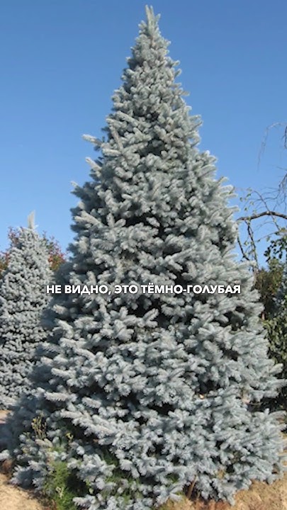 Саженцы голубой ели ГЛАУКА #садыроссии #саженцы #ель - YouTube