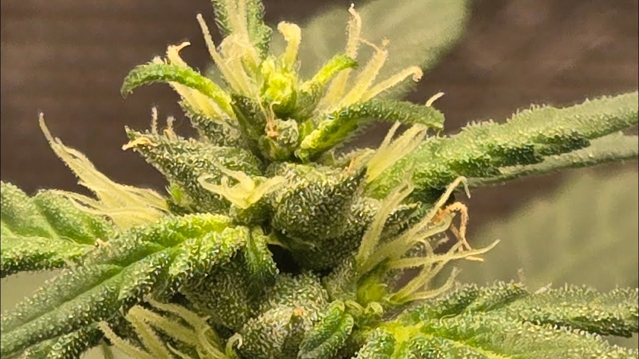Smoking weed and making seed THE RABBIT BURROW - YouTube