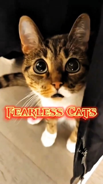 Fearless Cats 🥶☠️...@Cartooncomic_in#catvideos #shortsfeed - YouTube