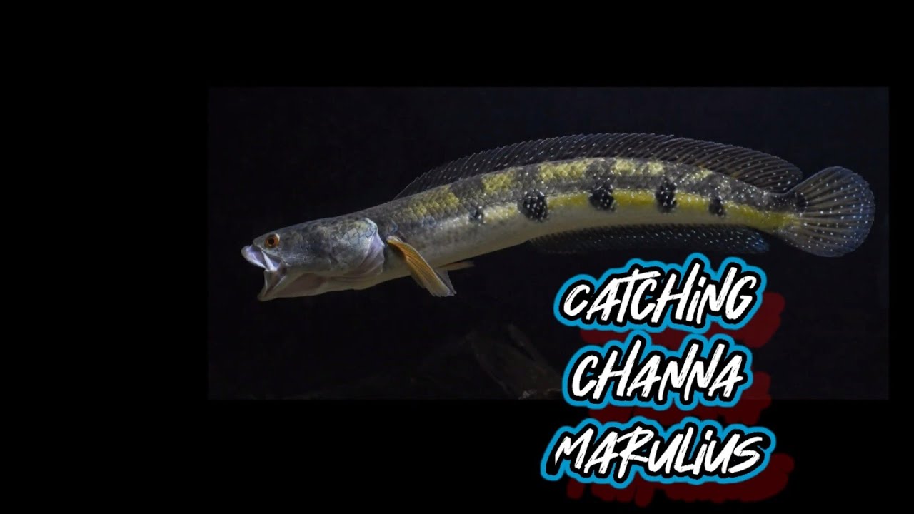 Channa Marulius