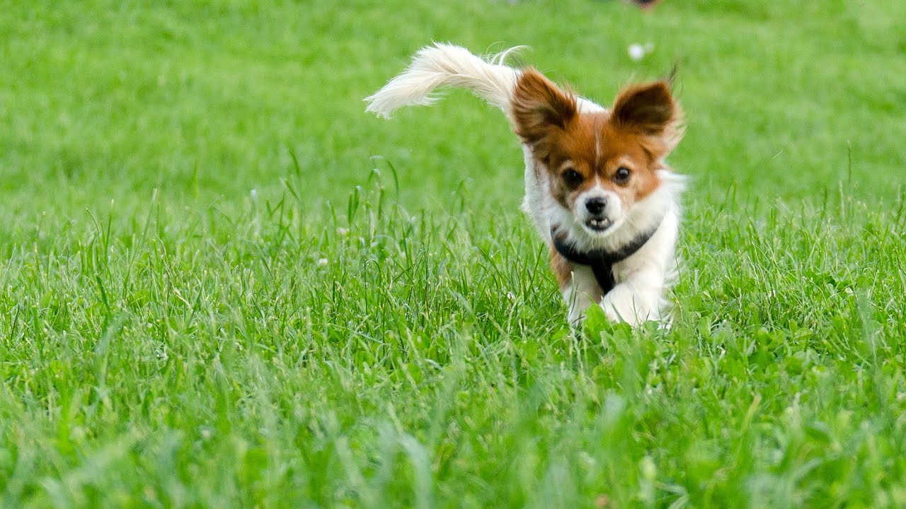 Happy small dog running in the grass - YouTube