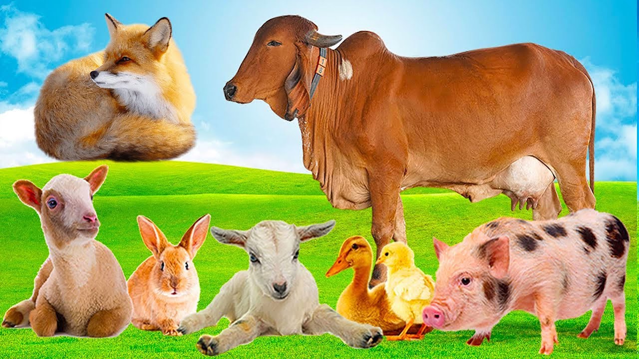 Animals Name And Sound Learn Bird Species in English I Roar Animal's ...