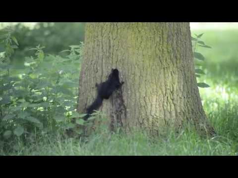Black squirrel drinking sap