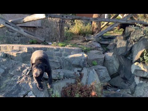 Two Sun Bears at Edinburgh Zoo - 14/03/23 - YouTube