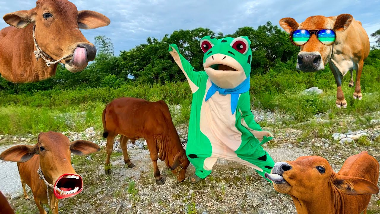 con bò - con bo - chú ếch xanh - bát giới chăn bò - con bò con - nhạc ...