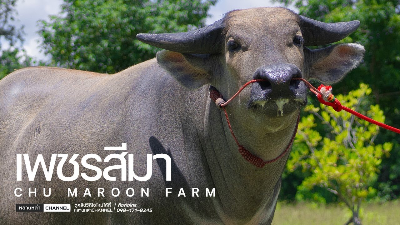 เพชรสีมา พ่อเก้าเจริญ แม่ใบเตย แม่พันธุ์ / ลูกพันธุ์ CHU MAROON FARM ...