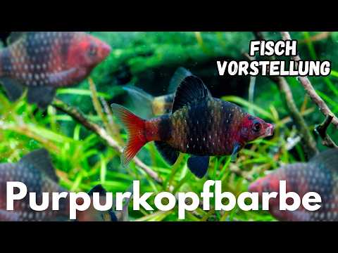Purpurkopfbarbe - Puntius nigrofasciatus | Liquid Nature Fisch Vorstellung