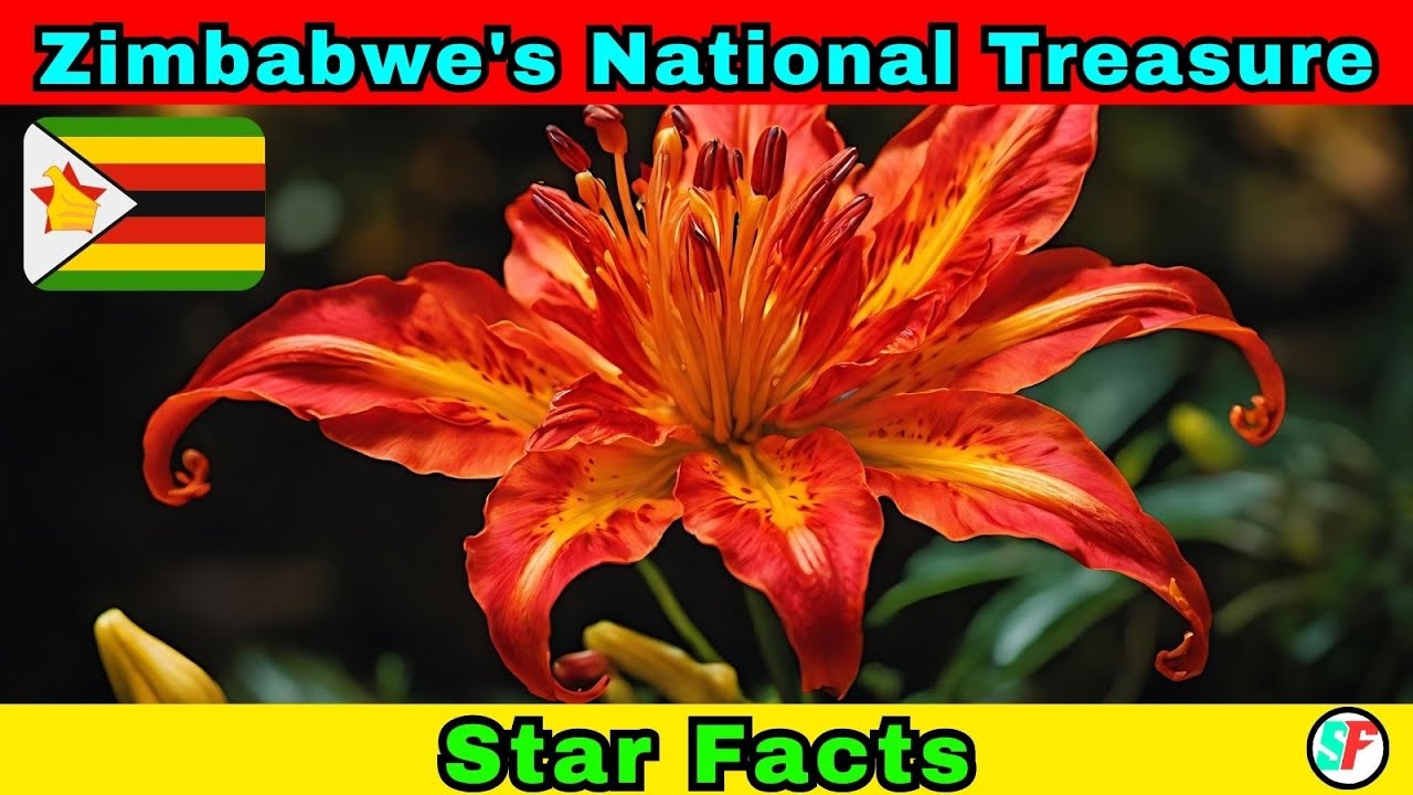 Discover the Flame Lily: Zimbabwe's National Treasure - YouTube