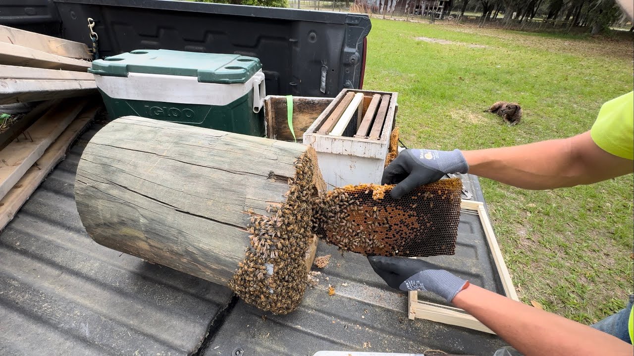 Removing bees from a section of power pole. - YouTube