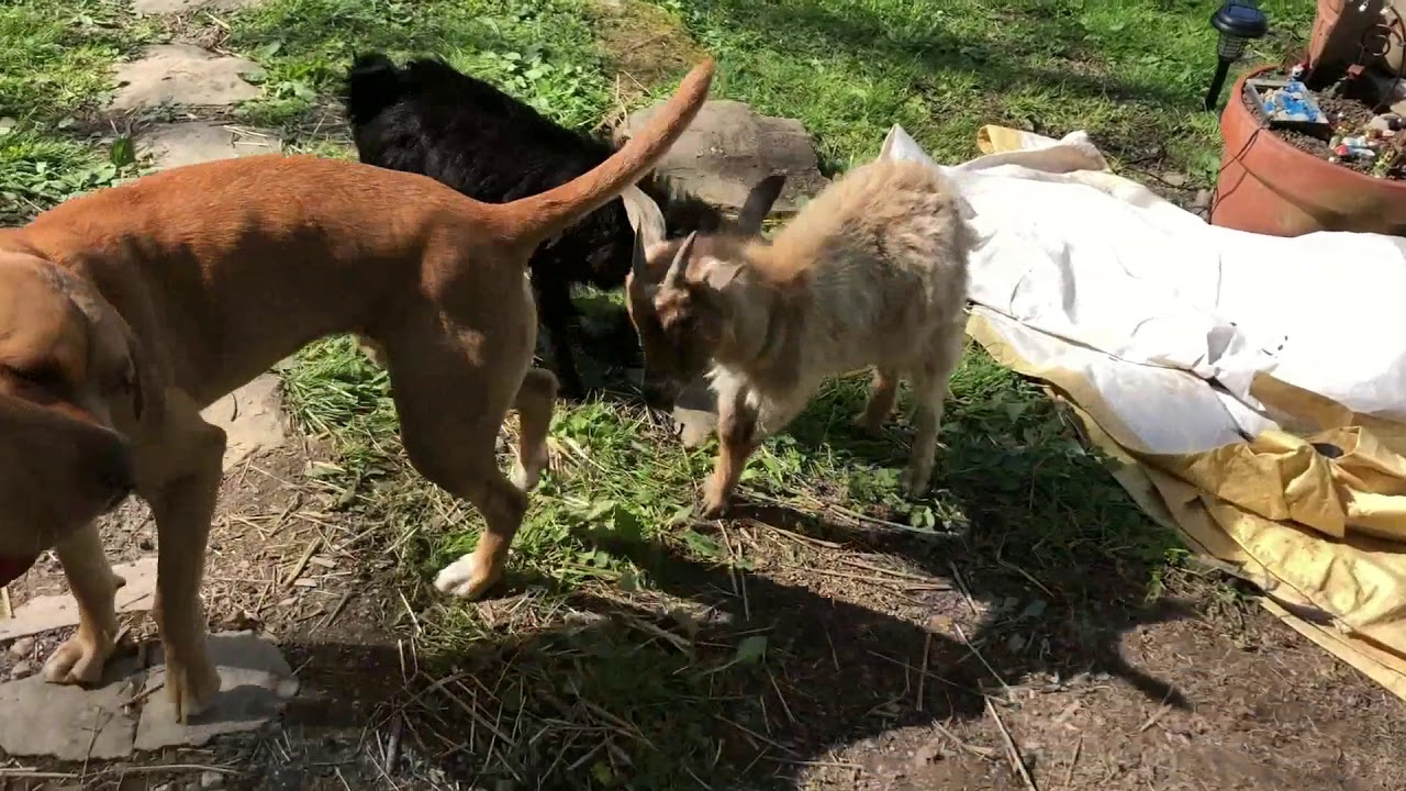 10 Goat Rules for Happiness and Well-being - YouTube