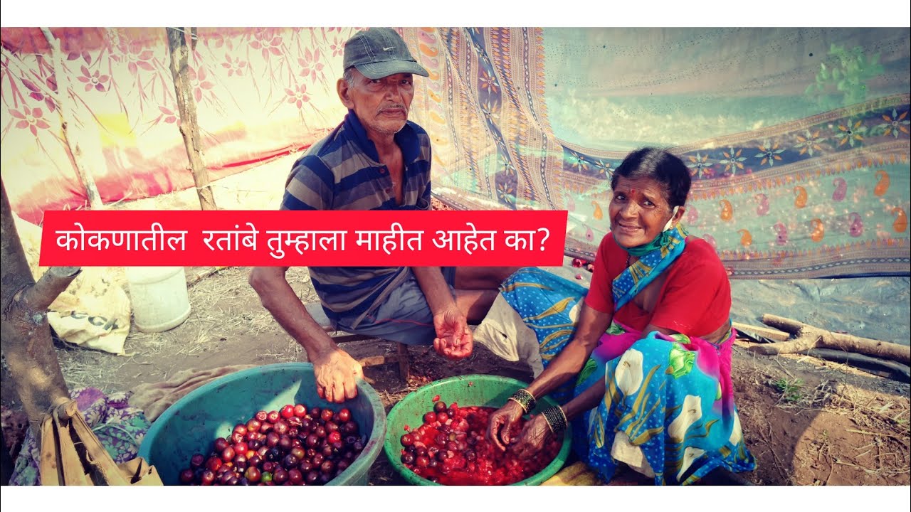 #कोकण संपत्ती रतांबा फळ / kokan property Ratamba fruit - YouTube