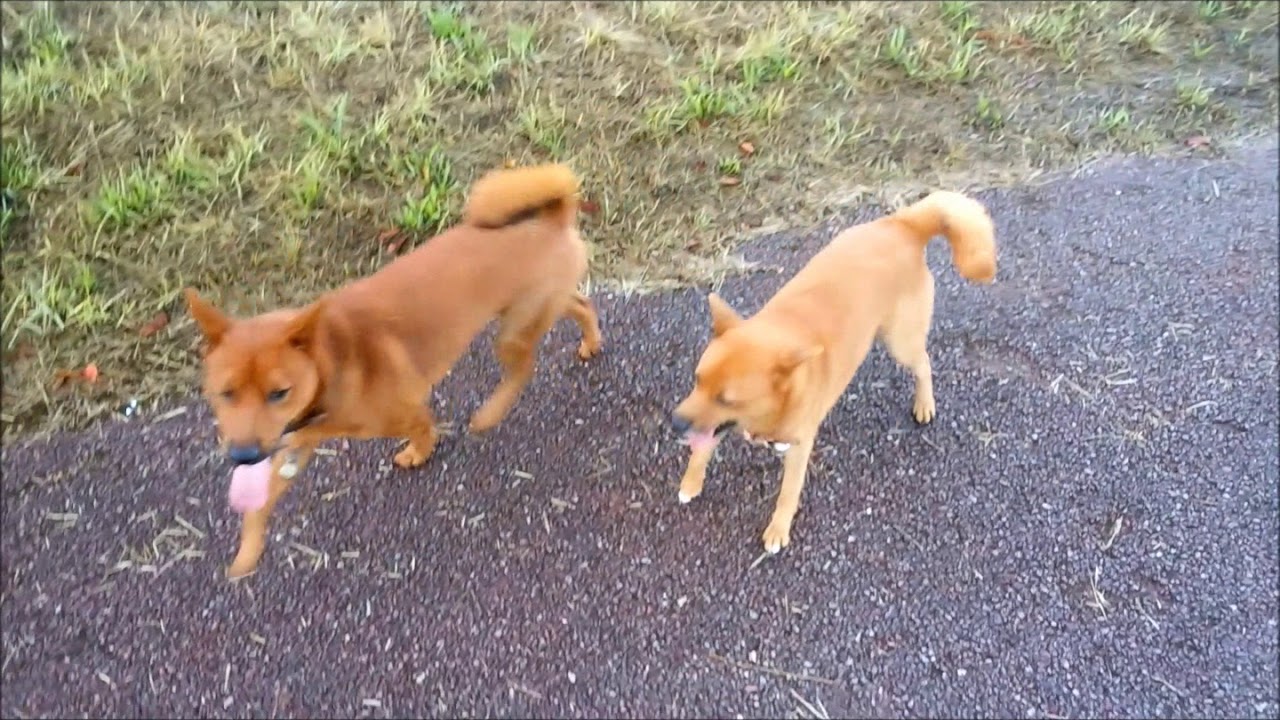 美濃柴犬 すず・ウタ・もも Japanese dog Mino Shiba Inu - YouTube