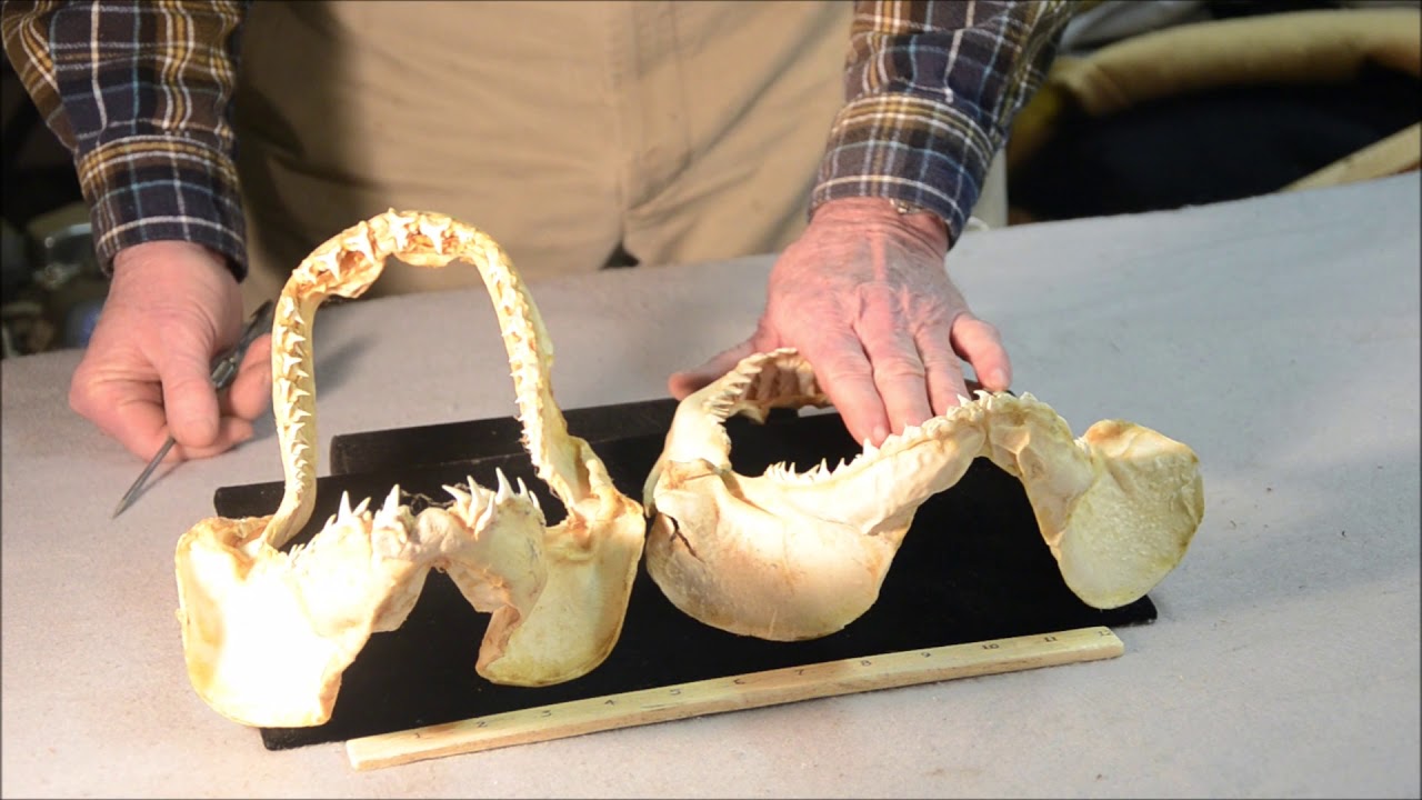 Shark Cartilage YouTube