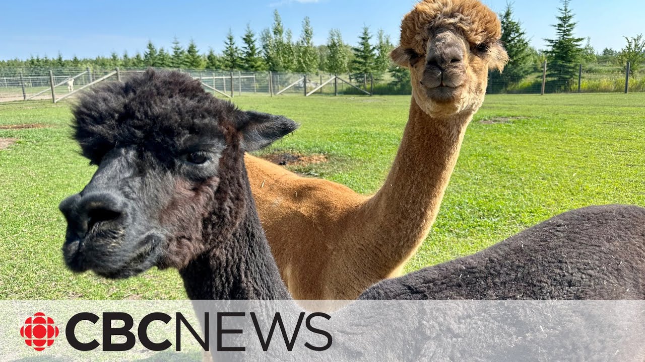 From spitting to the sprinkler: Unpacking the alpaca - YouTube