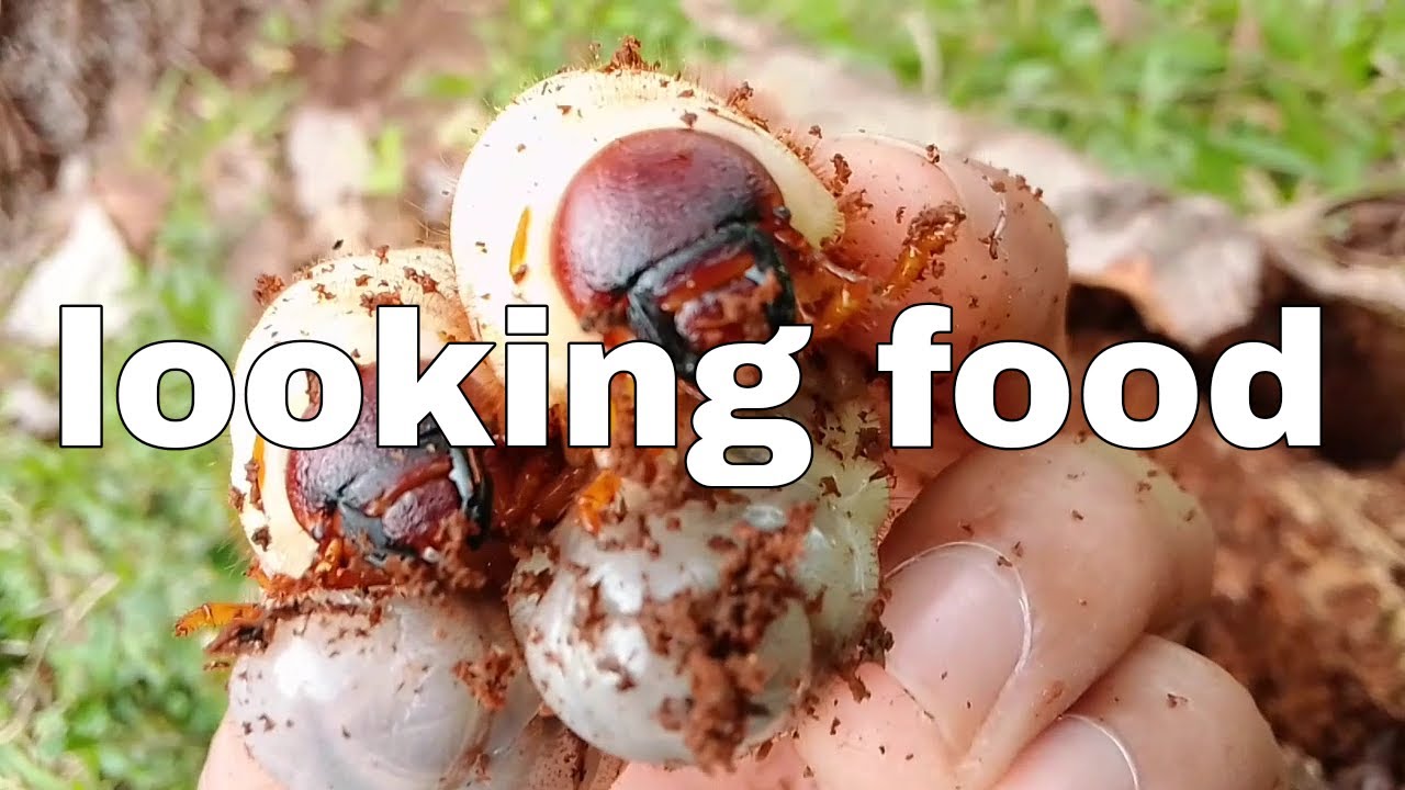 LOOKING FOR A COCONUT WORM IN THE COCONUT TREE - YouTube