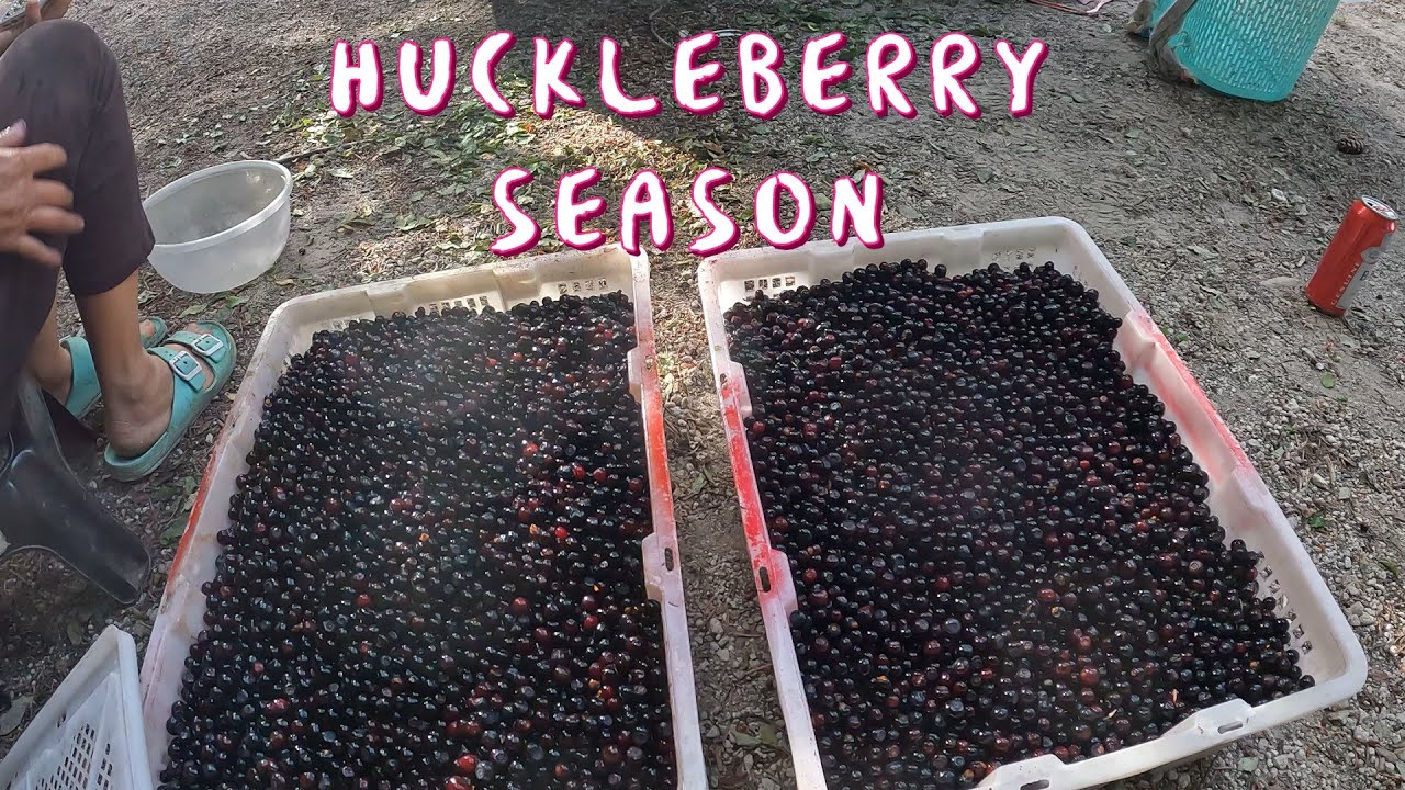 Picking Huckleberries in Washington - YouTube
